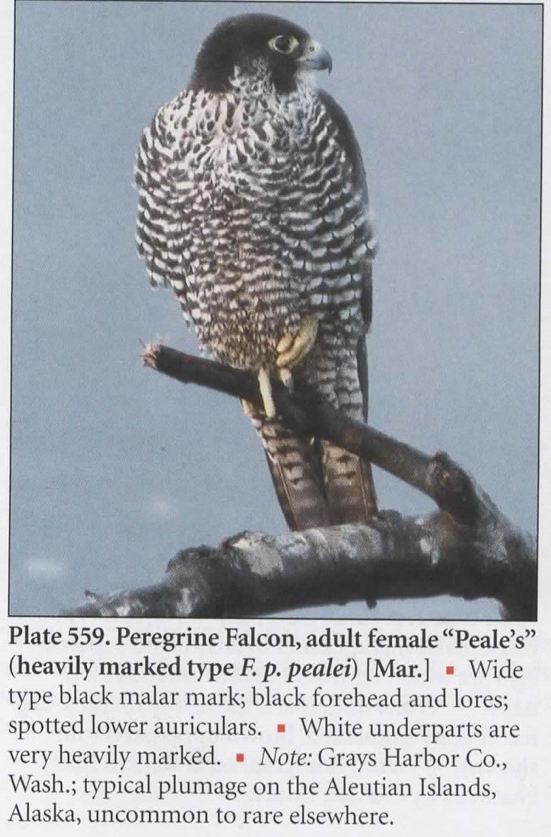 The Aleutian Peregrine Falcon – Coastal Raptors