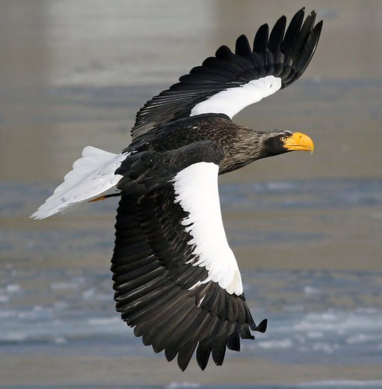 Steller’s Sea-Eagle: My Lucky Encounter with Stella! – Coastal Raptors